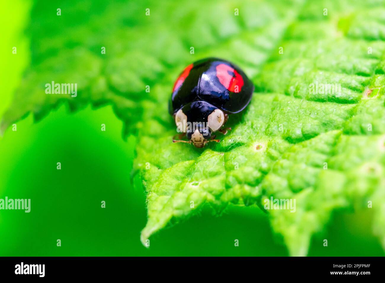 A macro portrait of a black ladybug or coccinellidae with red spots ...
