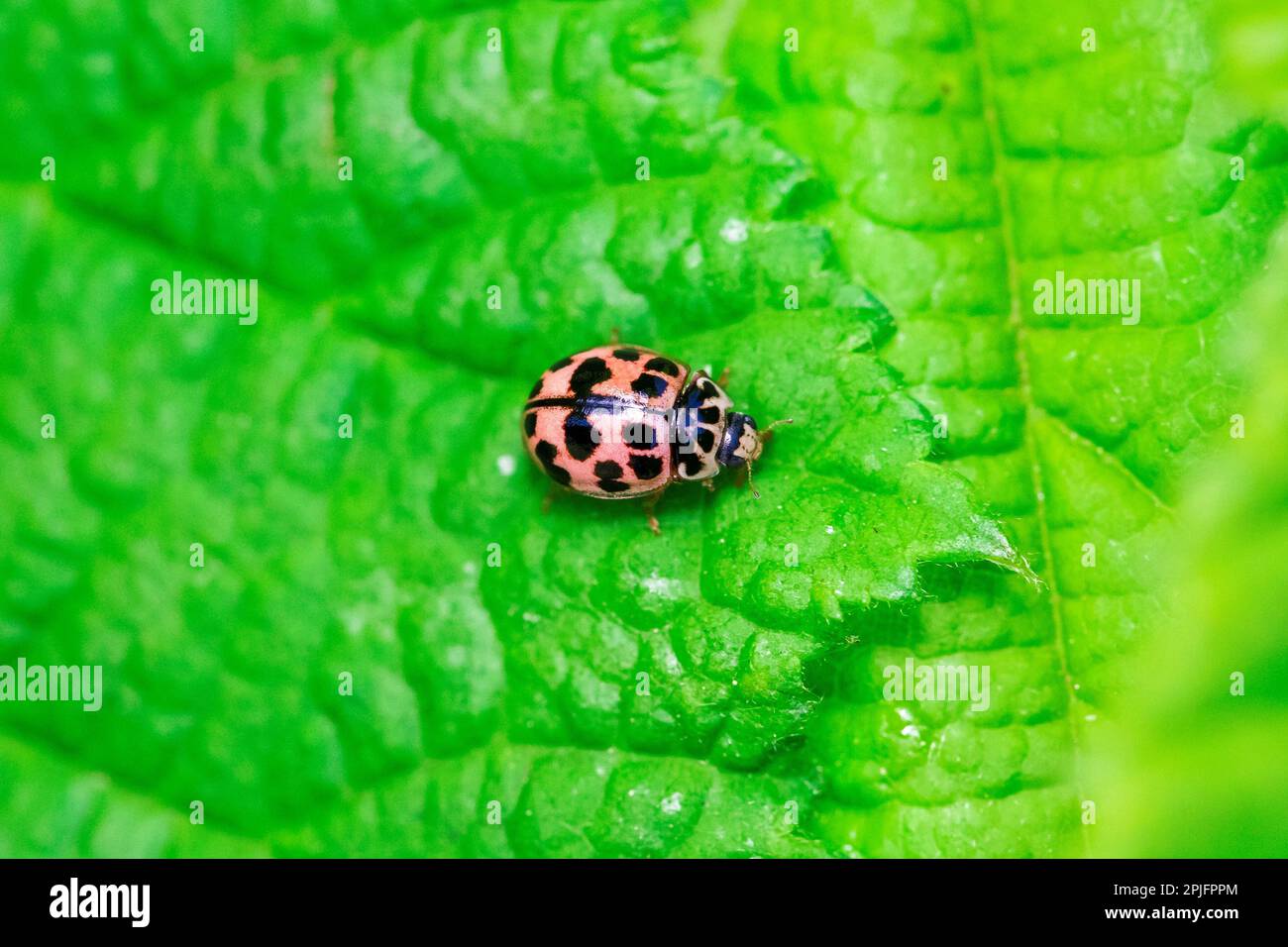 Orange Ladybug With Black Spots
