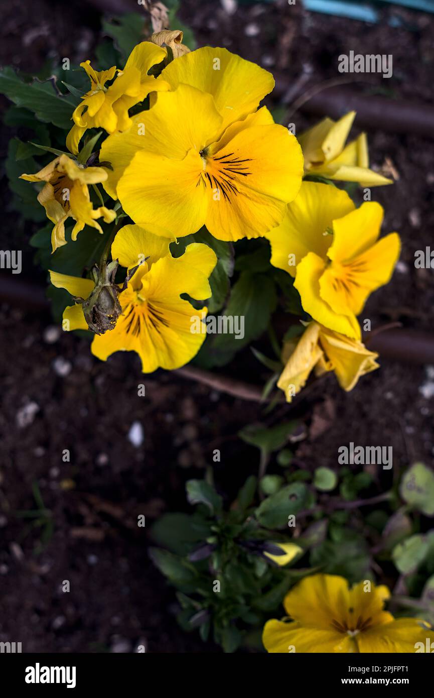 Primroses in a flowerbed seen up close Stock Photo - Alamy