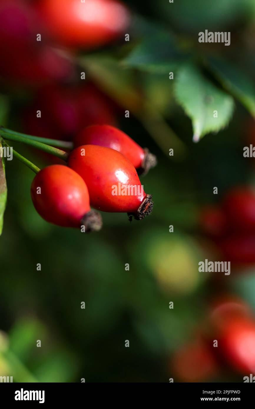 Vertical portrait of rose hep, rose haw or rose hip berries still ...