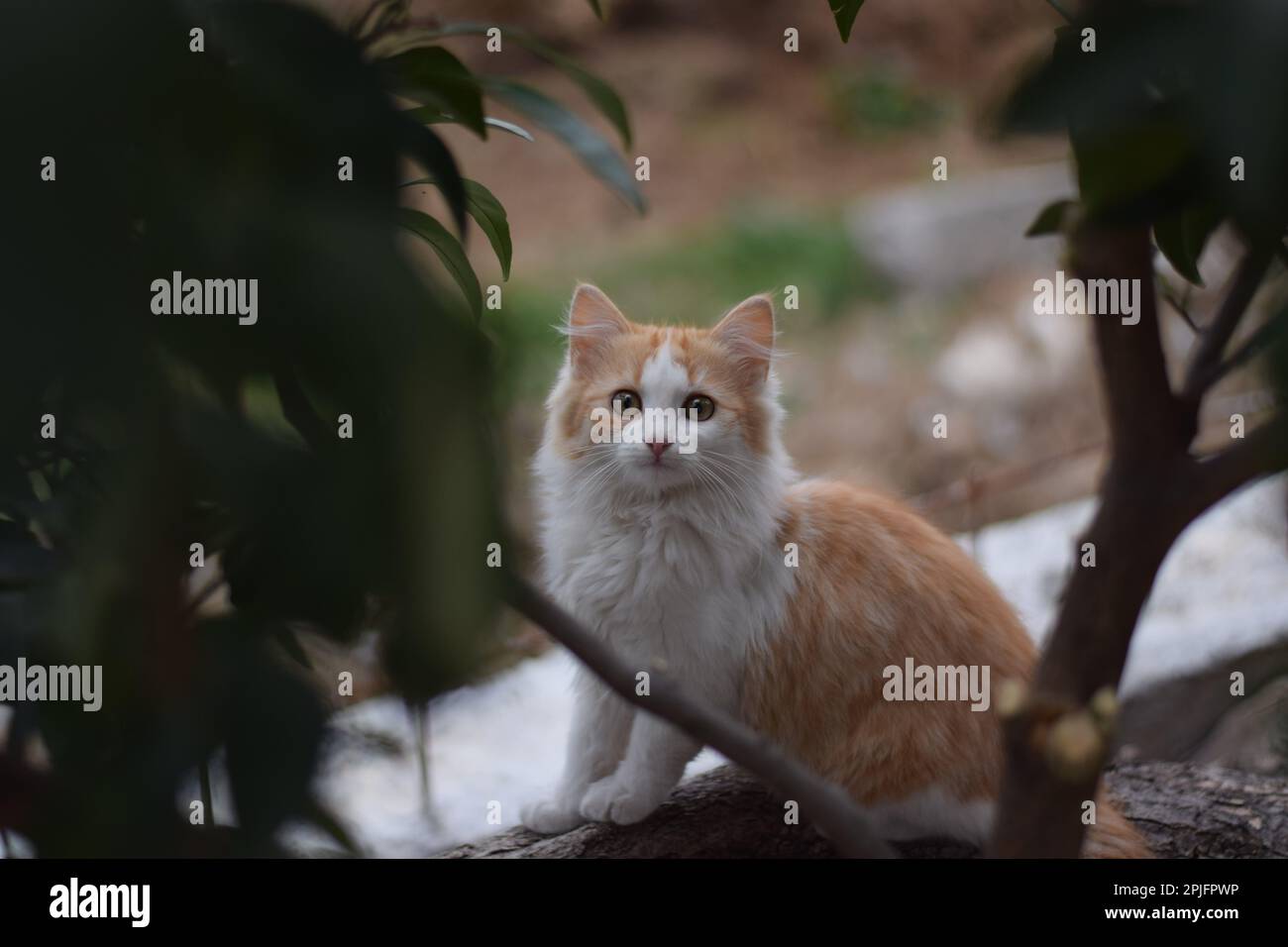 Exploring cats hi-res stock photography and images - Alamy