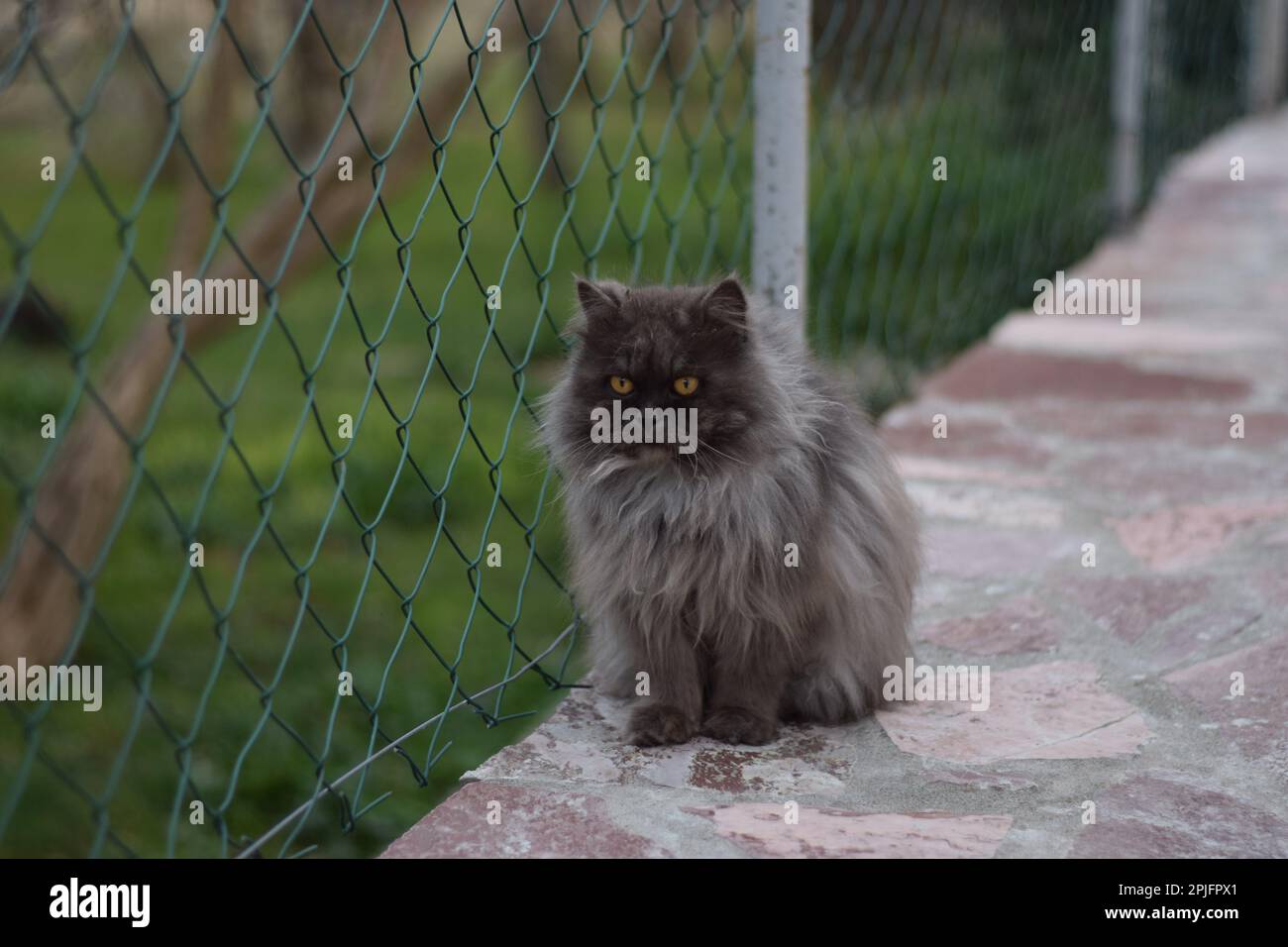 Meow lover hi-res stock photography and images - Alamy