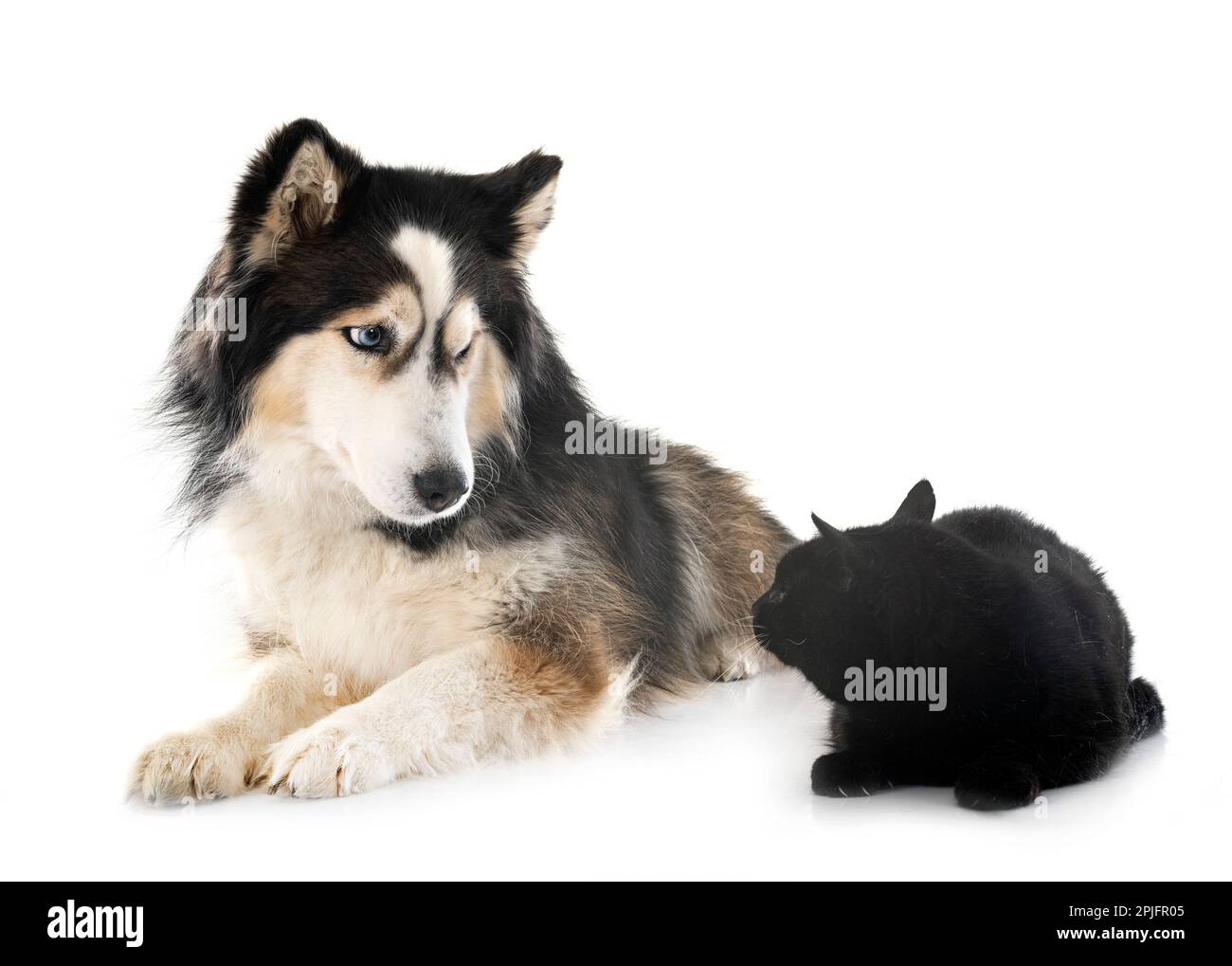 young Siberian Husky and cat in front of white background Stock Photo ...
