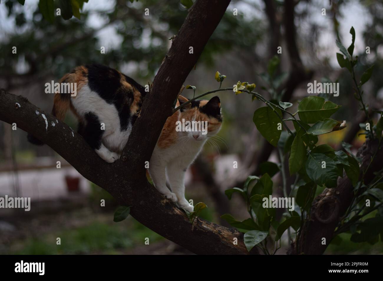 Photography and cats hi-res stock photography and images - Alamy