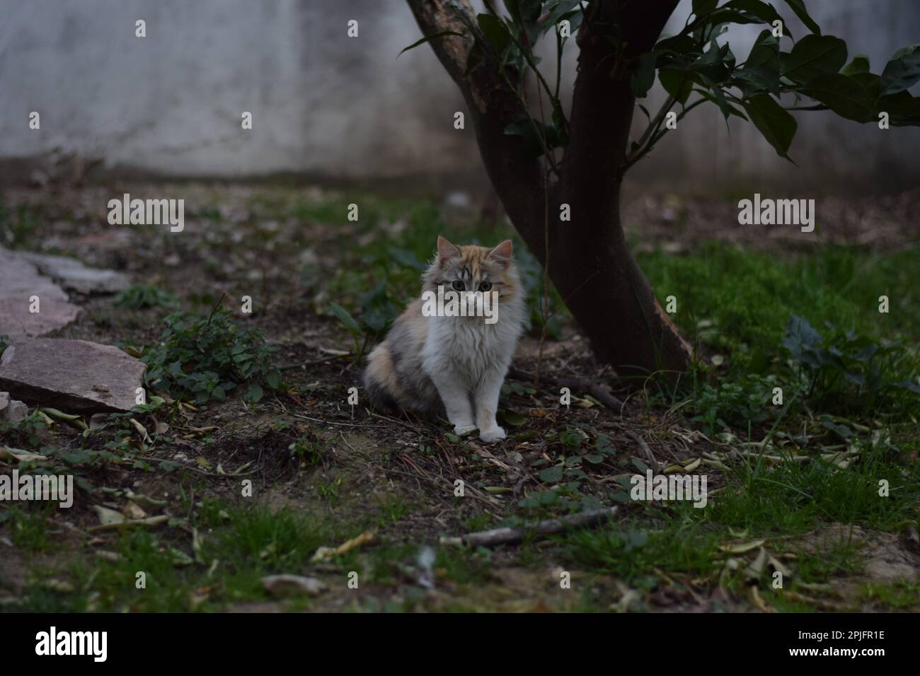 Photography and cats hi-res stock photography and images - Alamy