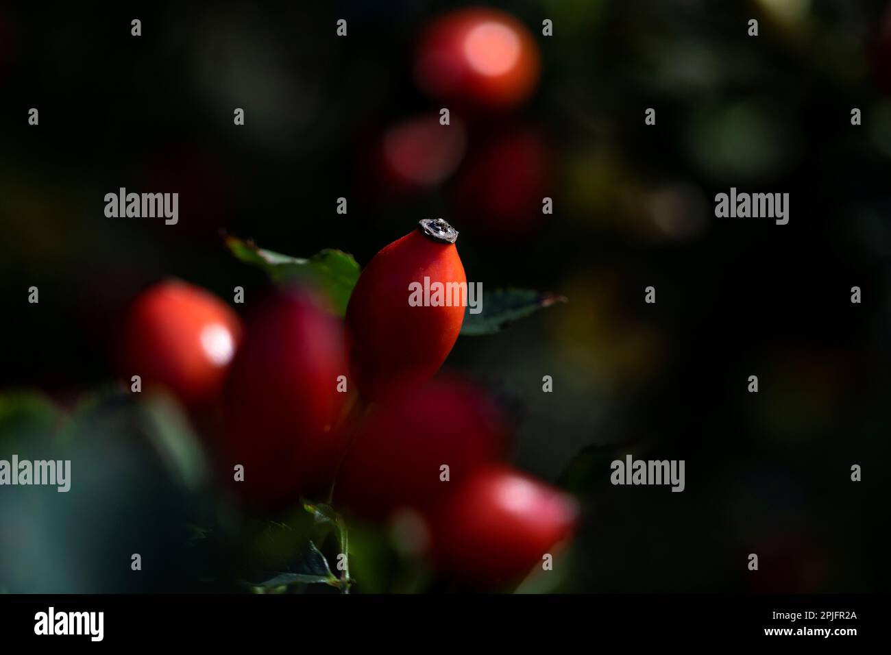 Close up portrait of rose hep, rose hip or rose haw berries still ...