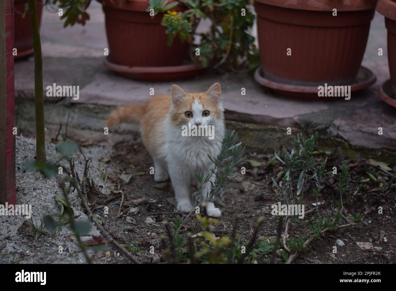 Cute cate hi-res stock photography and images - Alamy
