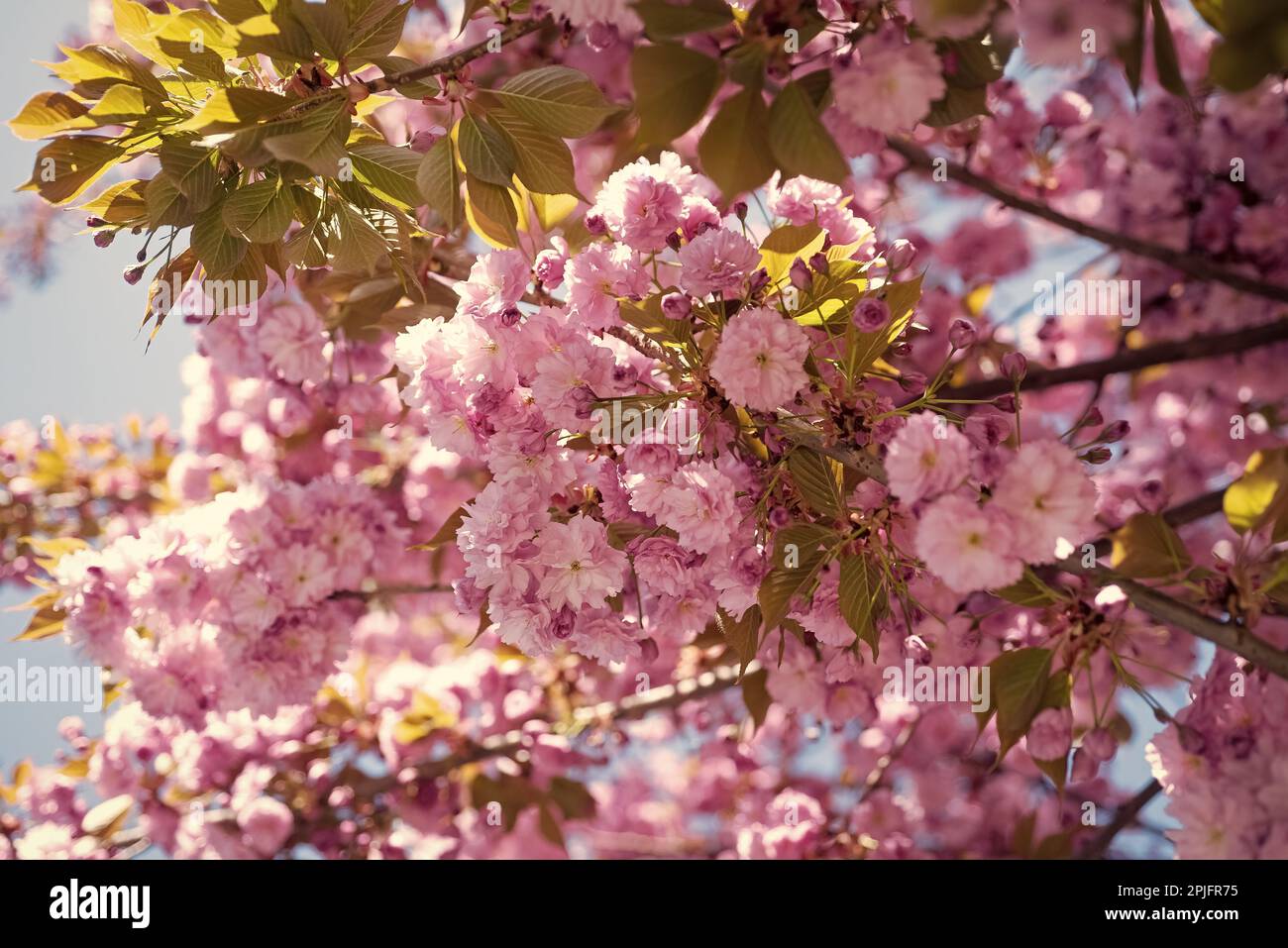 beautiful pink flowers of blooming sakura tree in spring Stock Photo ...