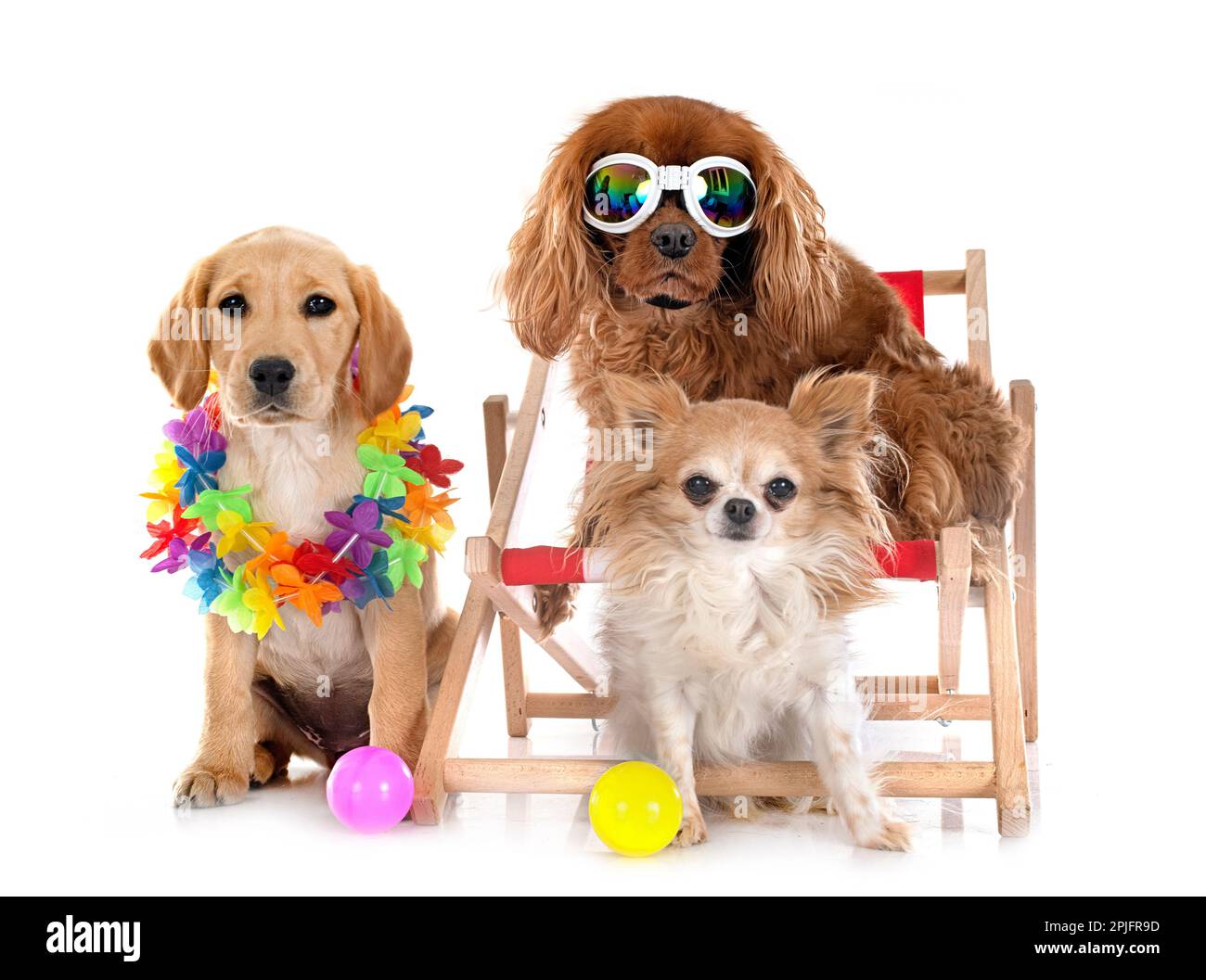 puppy labrador retriever, cavalier king charles and chihuahua in front ...