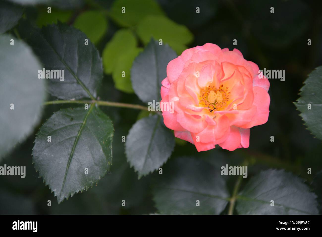 Rosa chinensis hi-res stock photography and images - Alamy