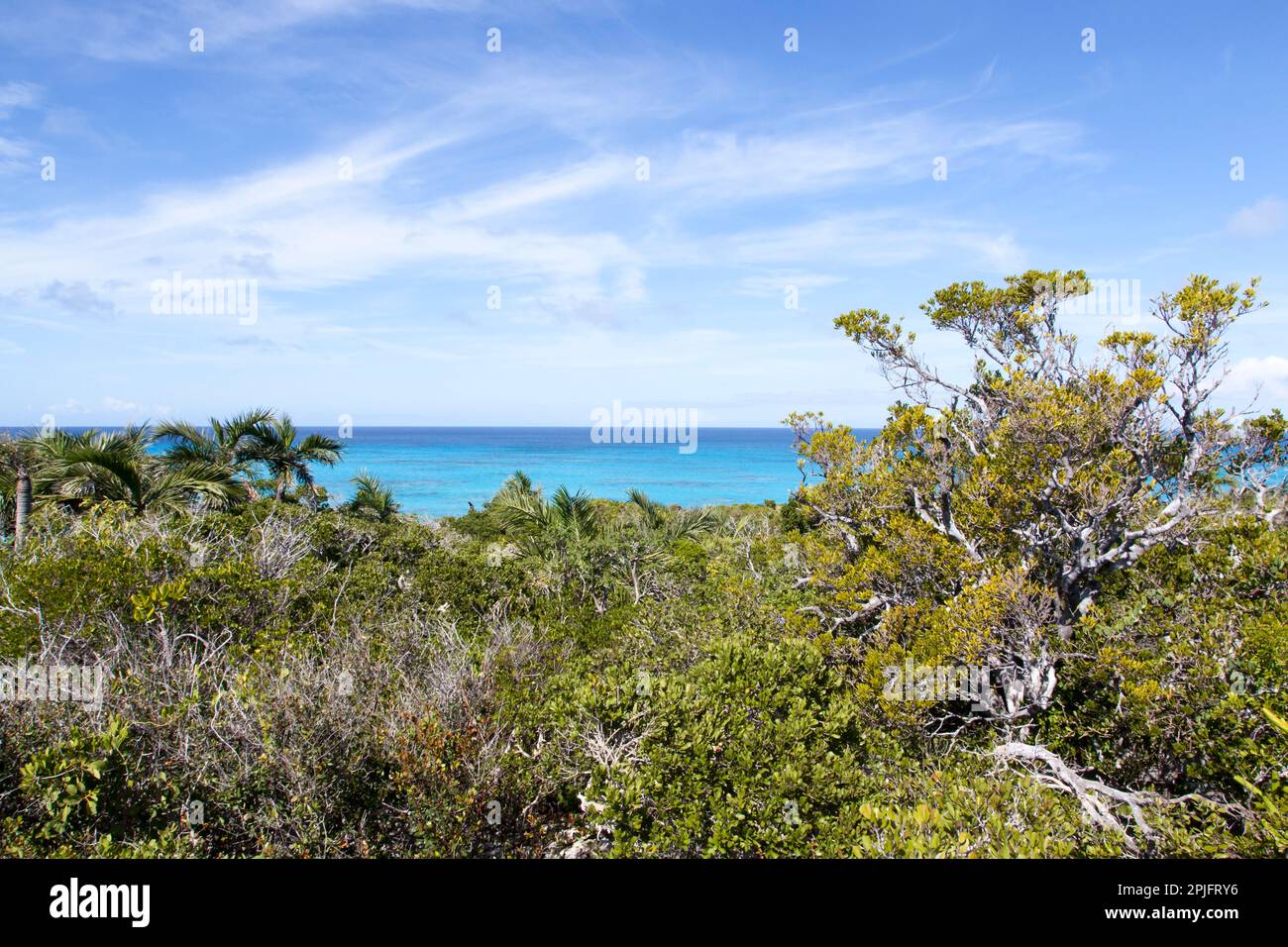 The scenic view of the tropical forest on Half Moon Cay uninhabited ...