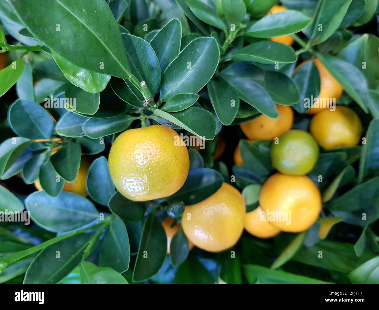 Detail of nectarine fruit and leaves Stock Photo - Alamy