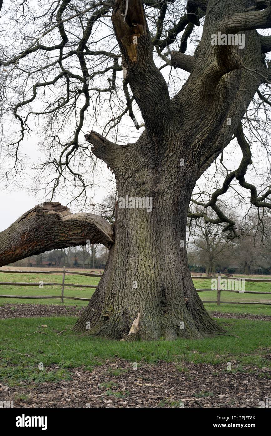 Giant branch broken off an old oak tree after storm Stock Photo - Alamy