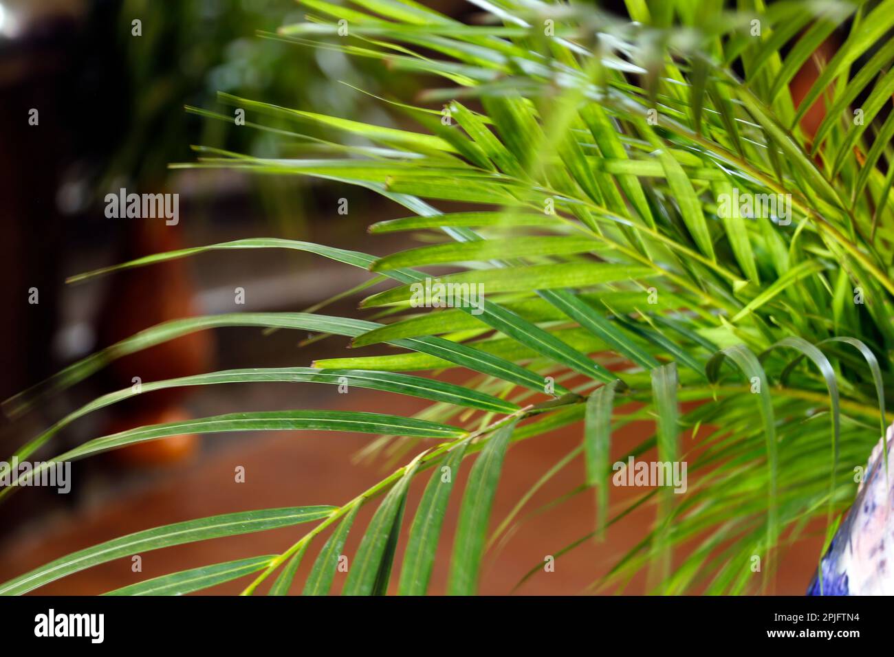 Holy Week. Branch detail. Traditional Catholic celebration Palm Sunday ...