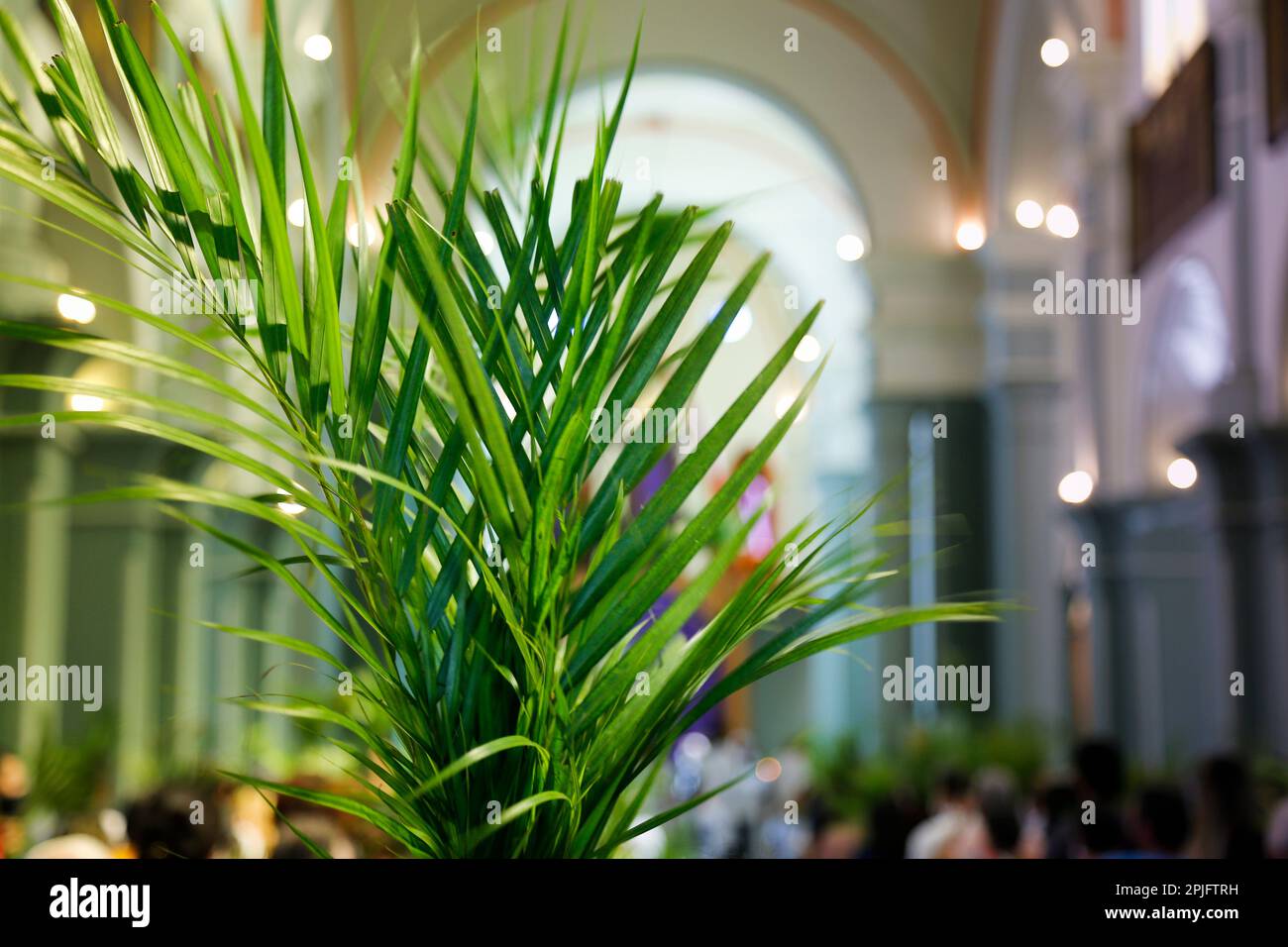Holy Week. Branches raised inside the church. Traditional Catholic ...