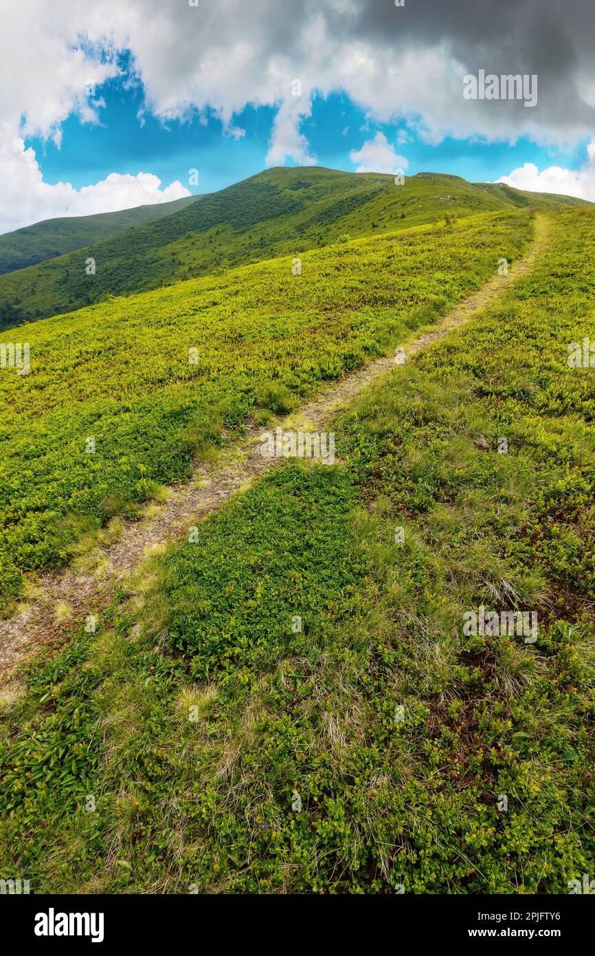 path trough alpine meadow. green mountain landscape with rolling hills ...