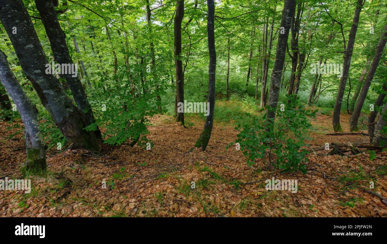 explore wilderness scenery of carpathian forests. path among the trees ...