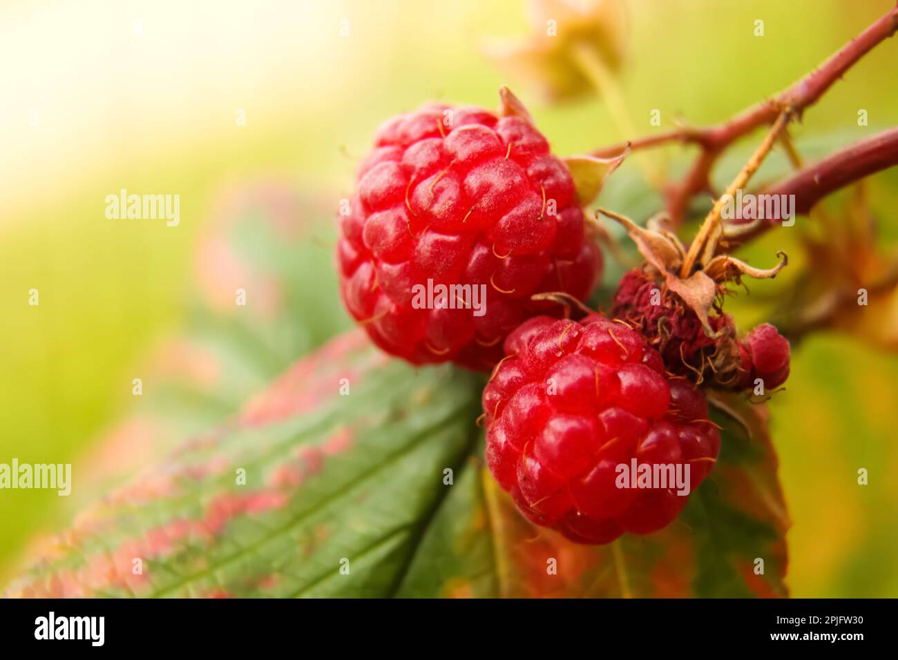 Raspberry bush plant. Defocus branch of ripe raspberries in a garden on ...