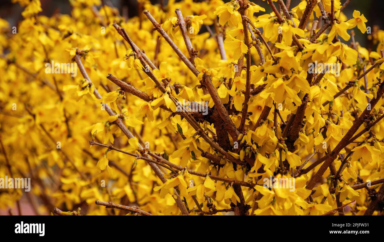 Forsythia suspensa branch decorative shrub hi-res stock photography and ...