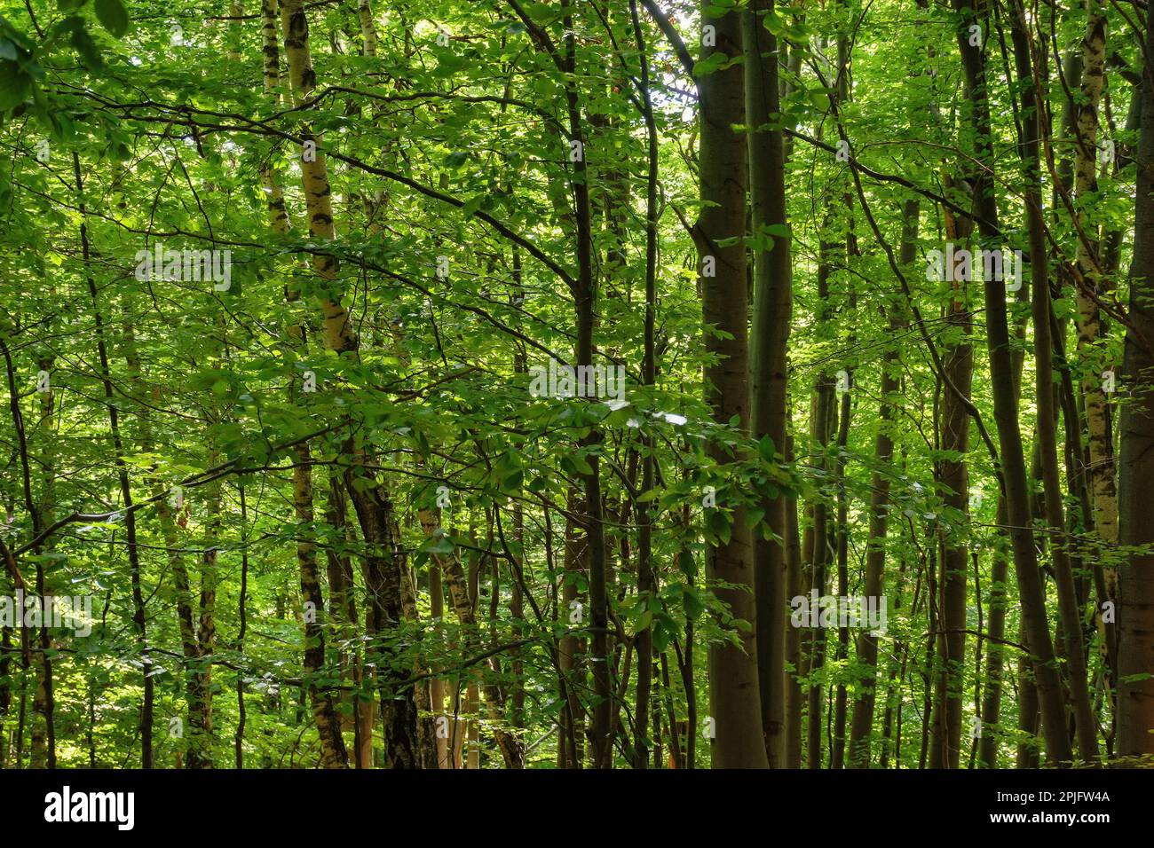 day trip through beech forest with beautiful scenery. beauty of ...