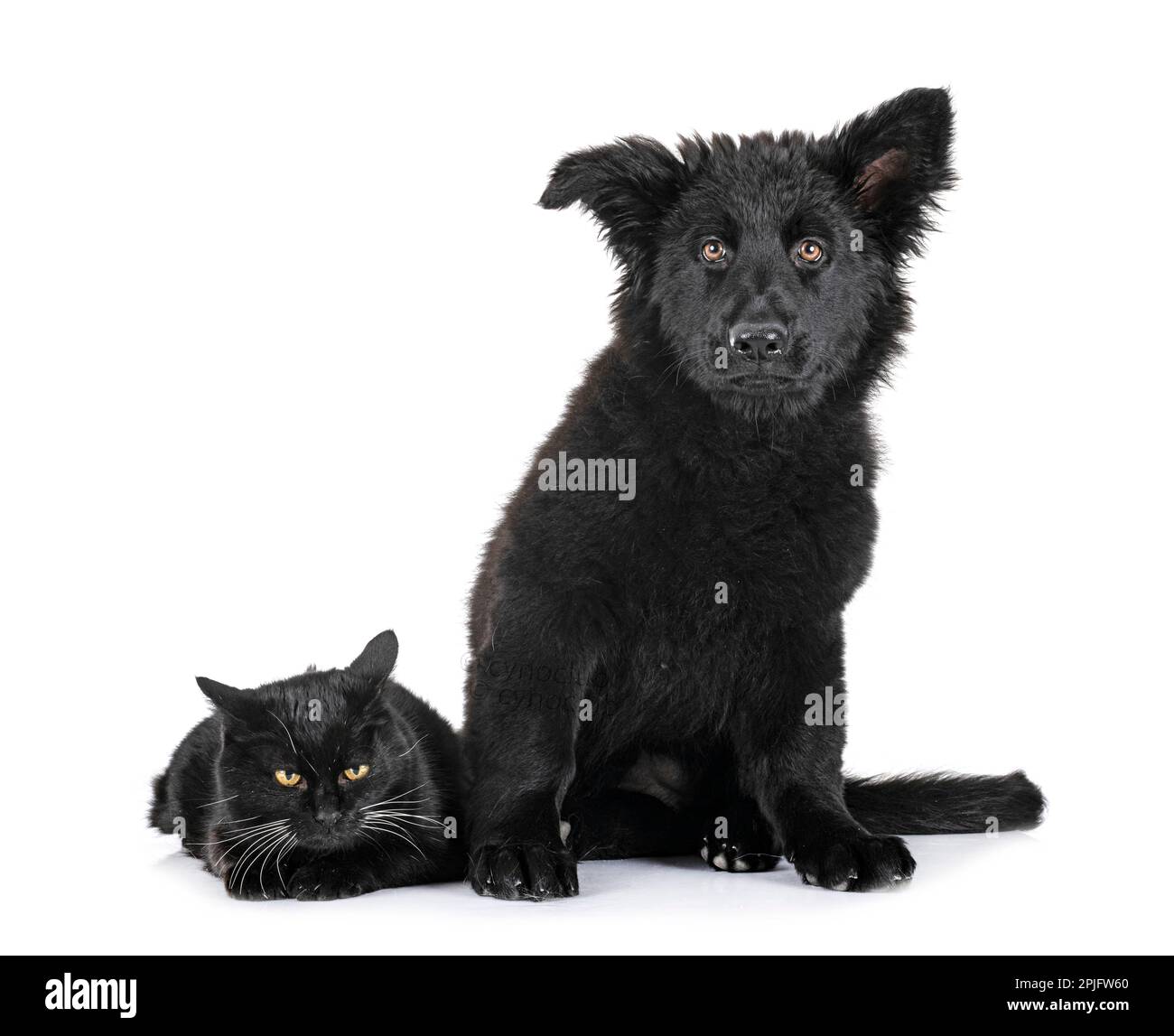 young german shepherd and cat in front of white background Stock Photo ...