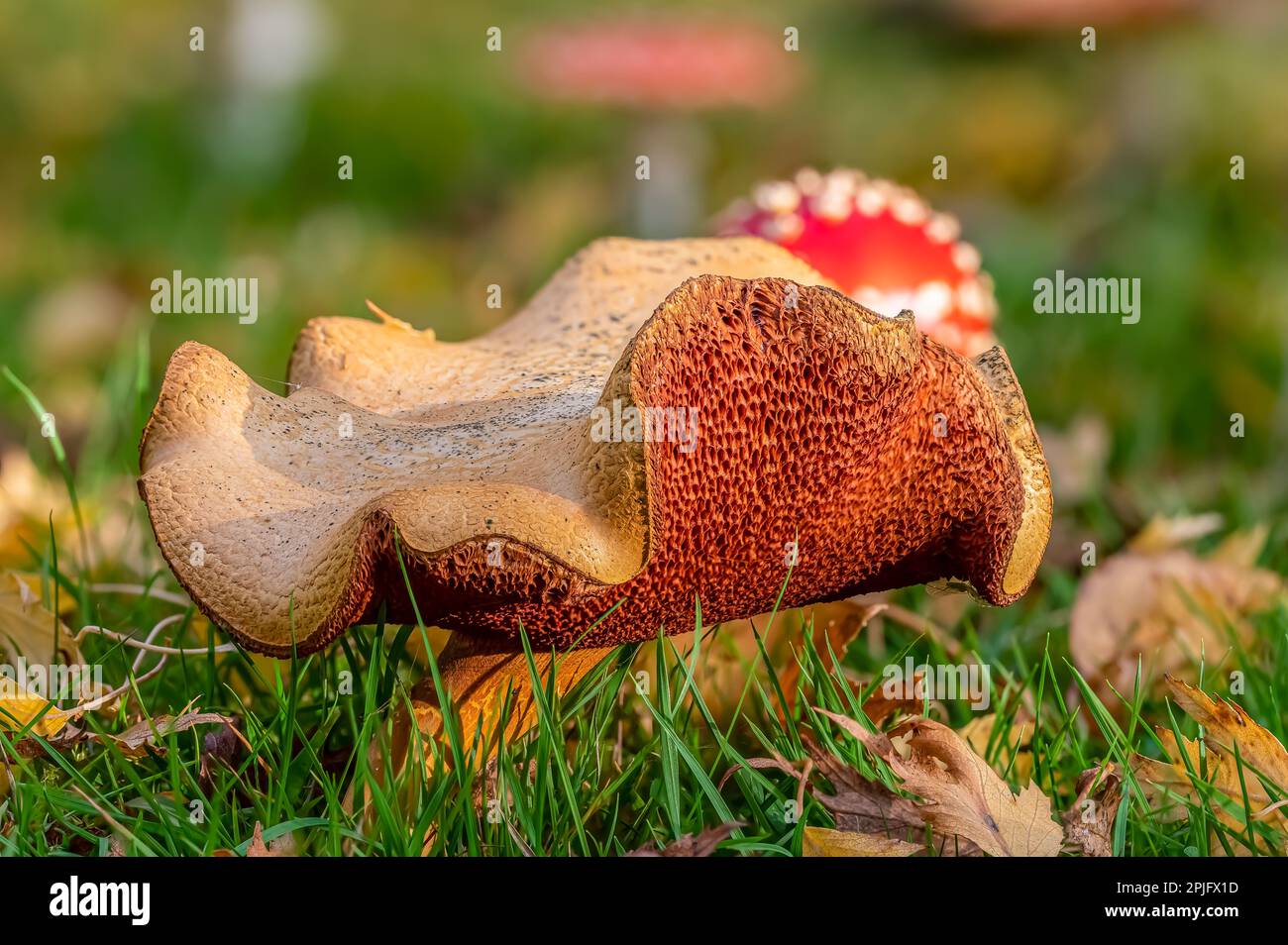 Common Yellow Russula or Ochre Brittlegill (Russula ochroleuca ...