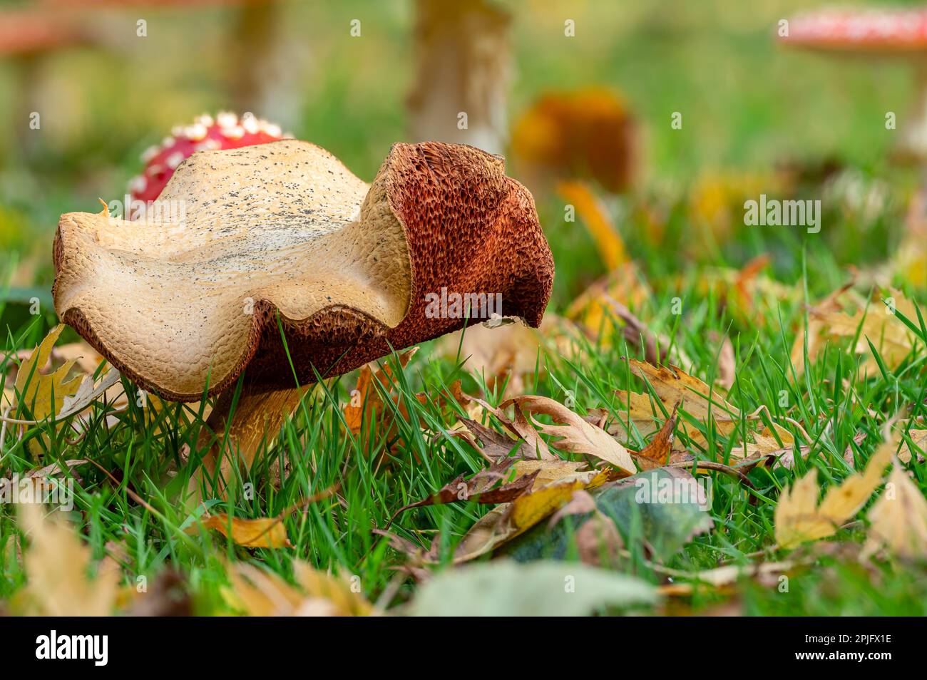 Common Yellow Russula or Ochre Brittlegill (Russula ochroleuca ...