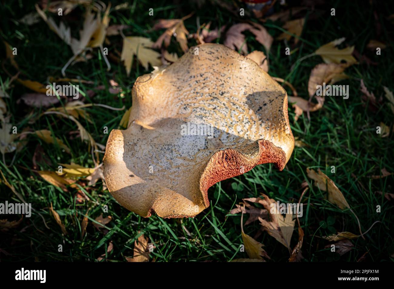 Common Yellow Russula or Ochre Brittlegill (Russula ochroleuca ...