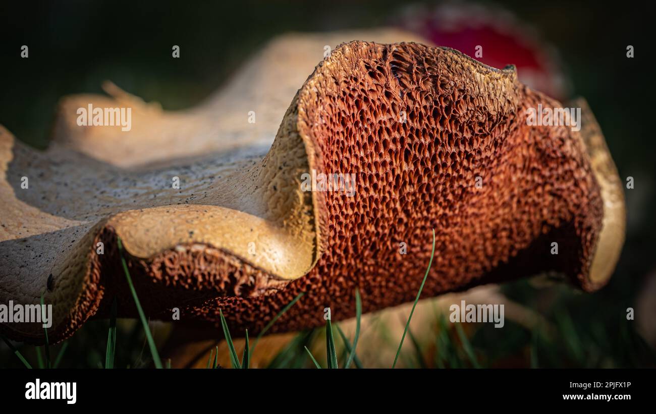 Common Yellow Russula or Ochre Brittlegill (Russula ochroleuca ...