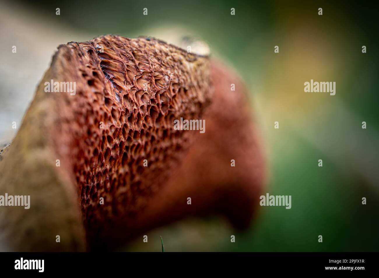 Common Yellow Russula or Ochre Brittlegill (Russula ochroleuca ...