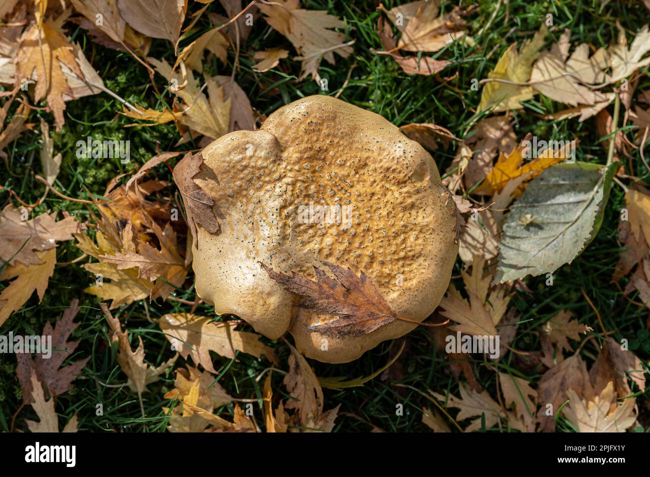 Common Yellow Russula or Ochre Brittlegill (Russula ochroleuca ...