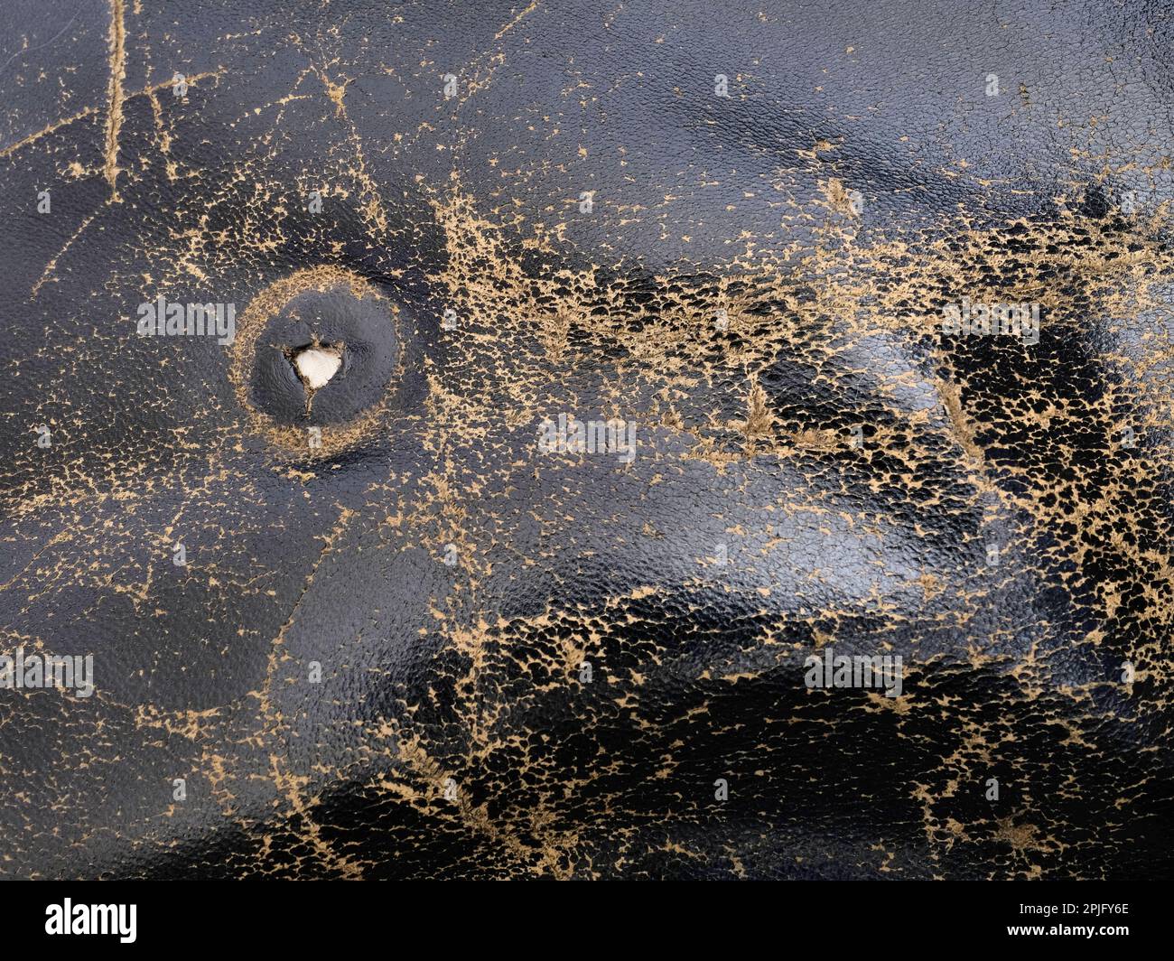 Button hole on cracked black full-grain leather; worn and weathered ...