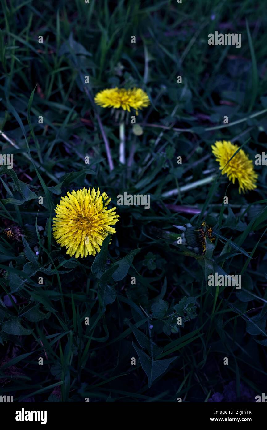 Light up dandelions hi-res stock photography and images - Alamy