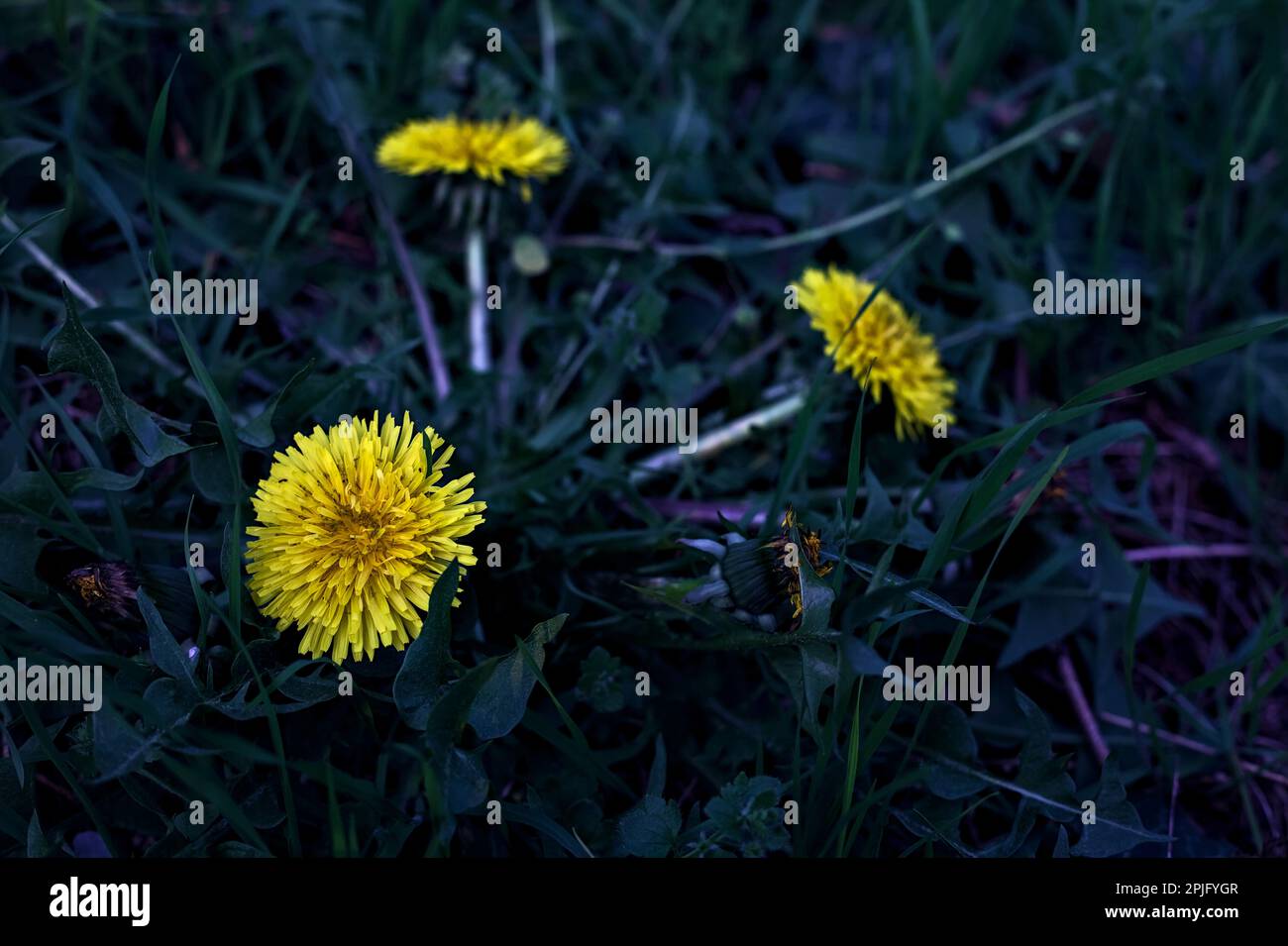 Light up dandelions hi-res stock photography and images - Alamy
