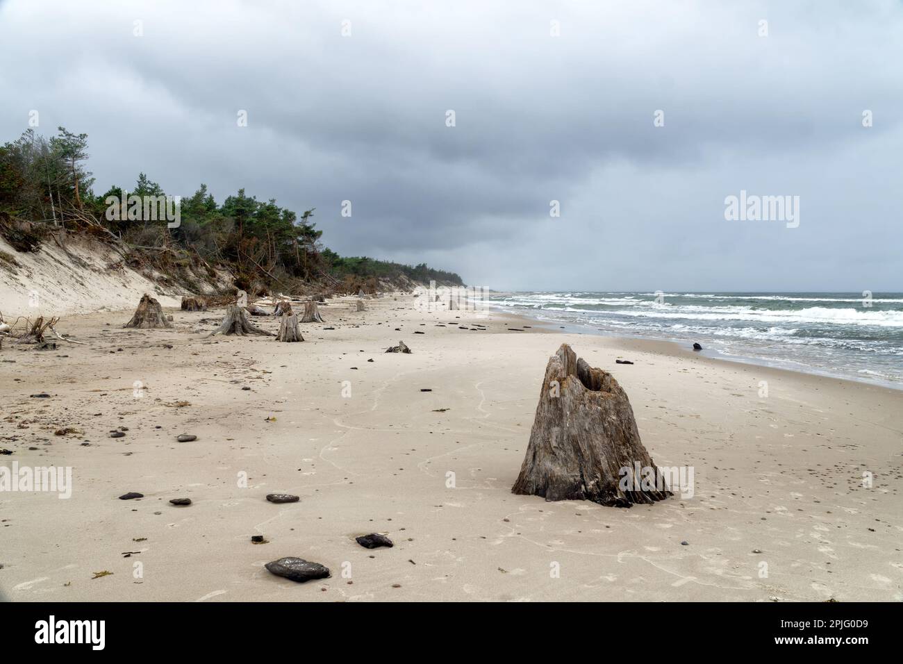 Wooden trunks of 3000 years trees exposed by the erosion of the sea in ...