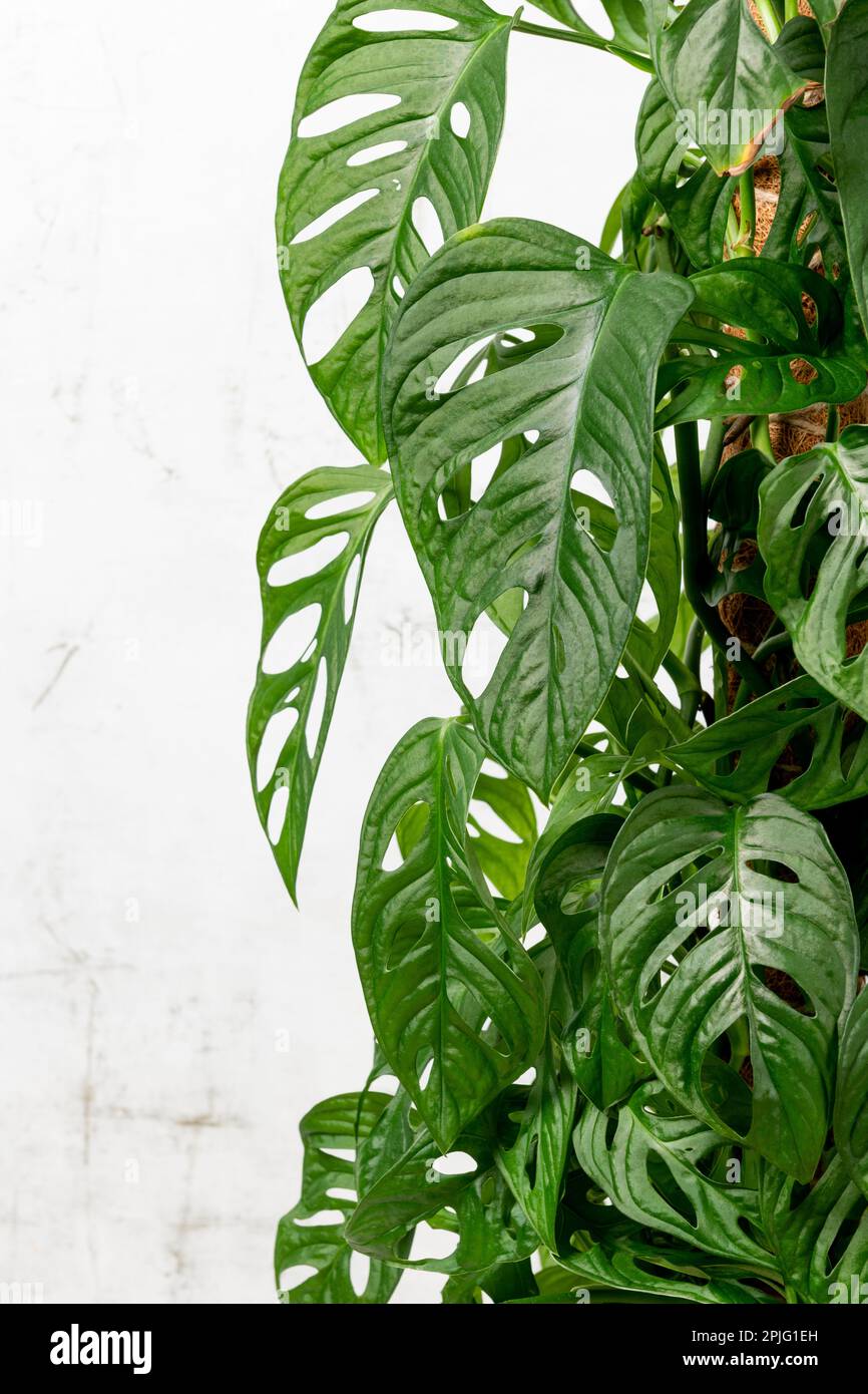 House plants arrangements Stock Photo - Alamy