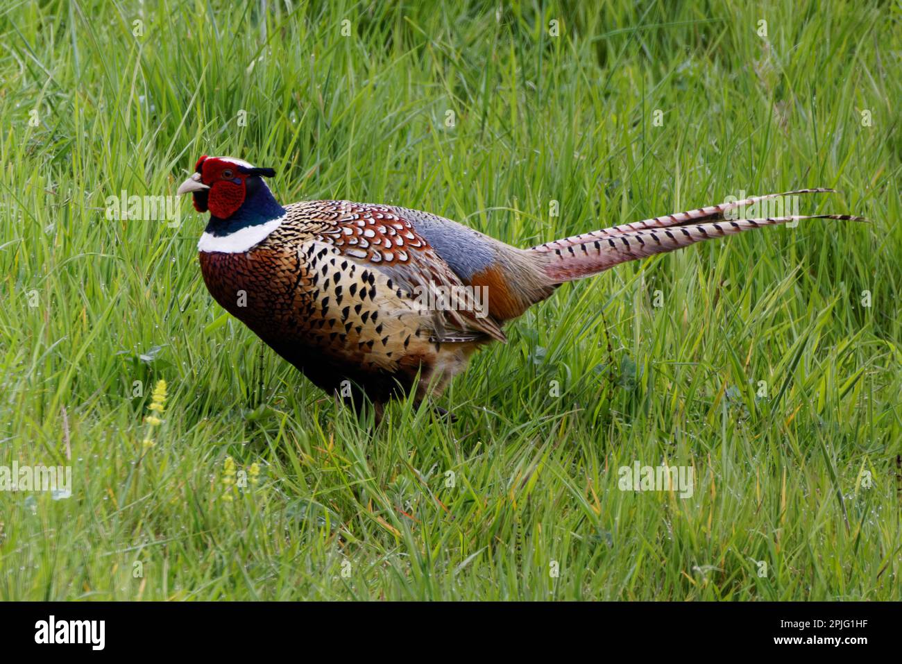 Male Pheasant (Phasianus colchicus) foraging Stock Photo - Alamy
