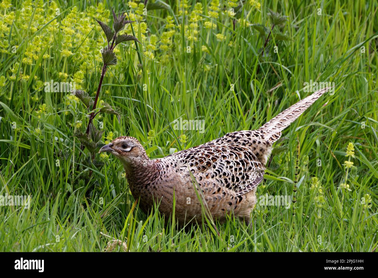 Female Pheasant (Phasianus colchicus) foraging Stock Photo - Alamy