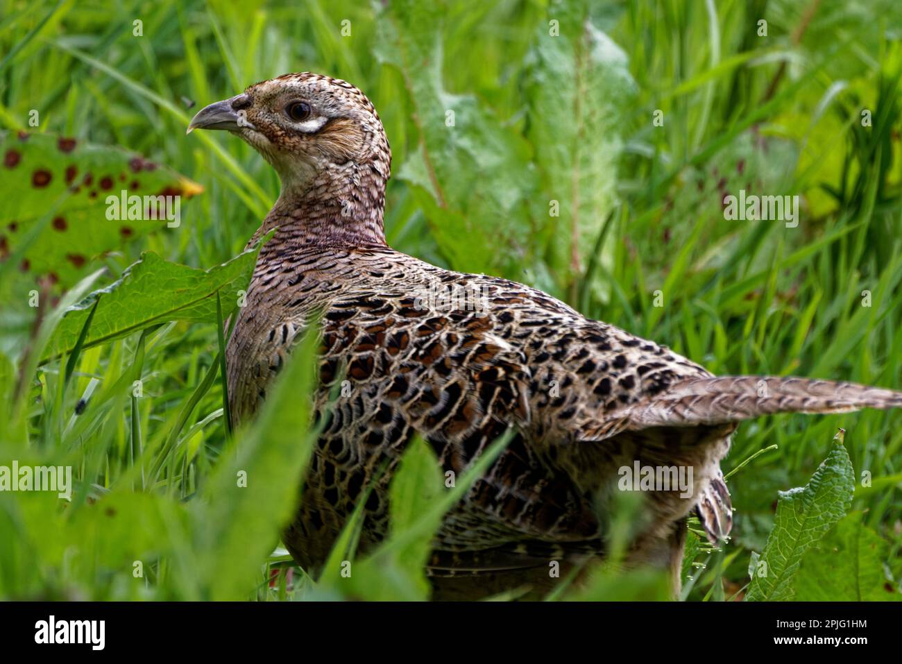 Female Pheasant (Phasianus colchicus) foraging Stock Photo - Alamy