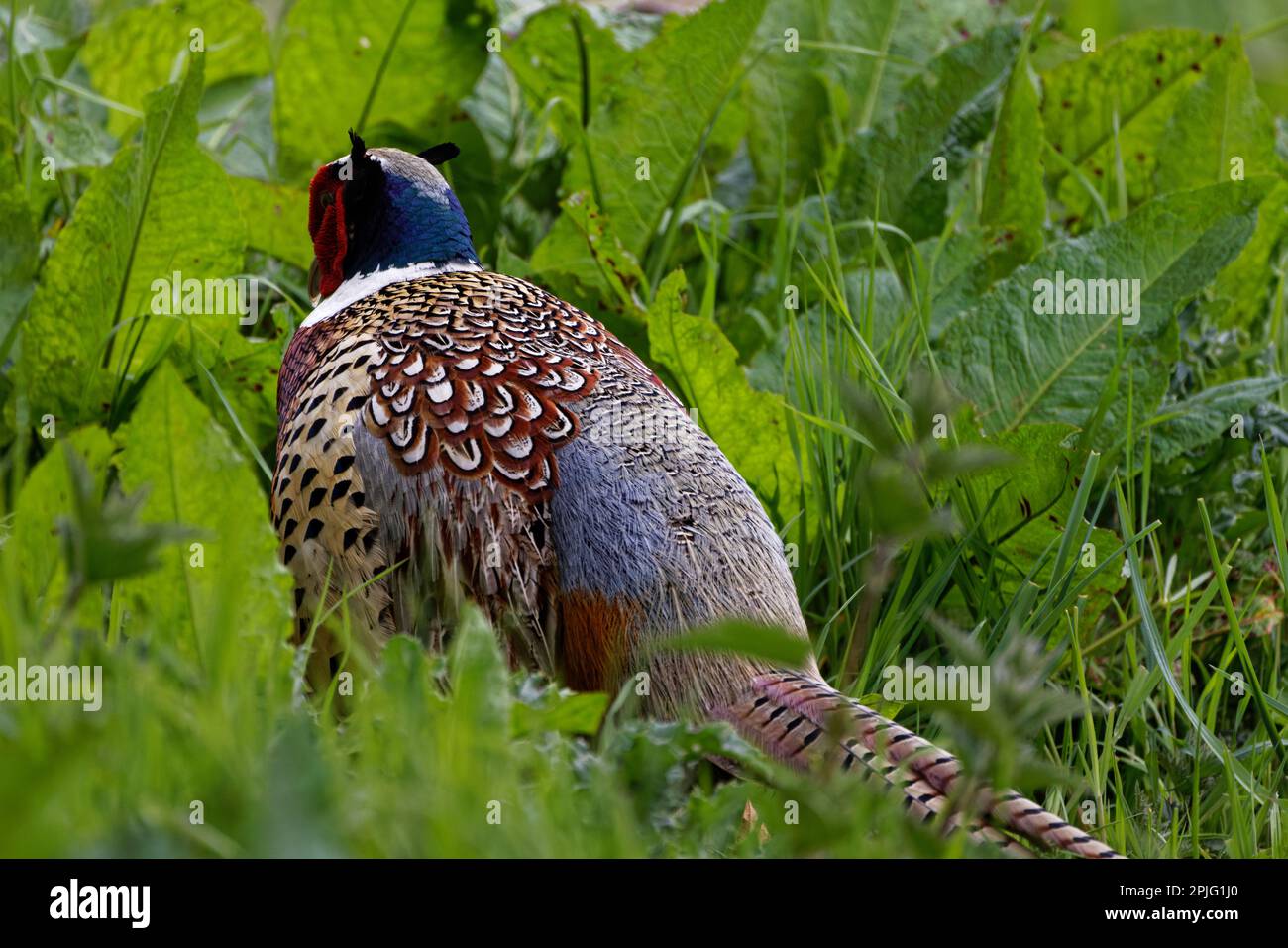 Male Pheasant (Phasianus colchicus) foraging Stock Photo - Alamy