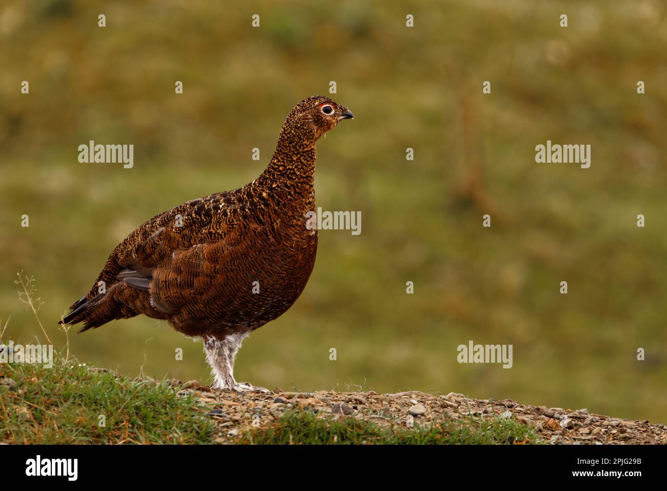 Grouse shooting hi-res stock photography and images - Alamy