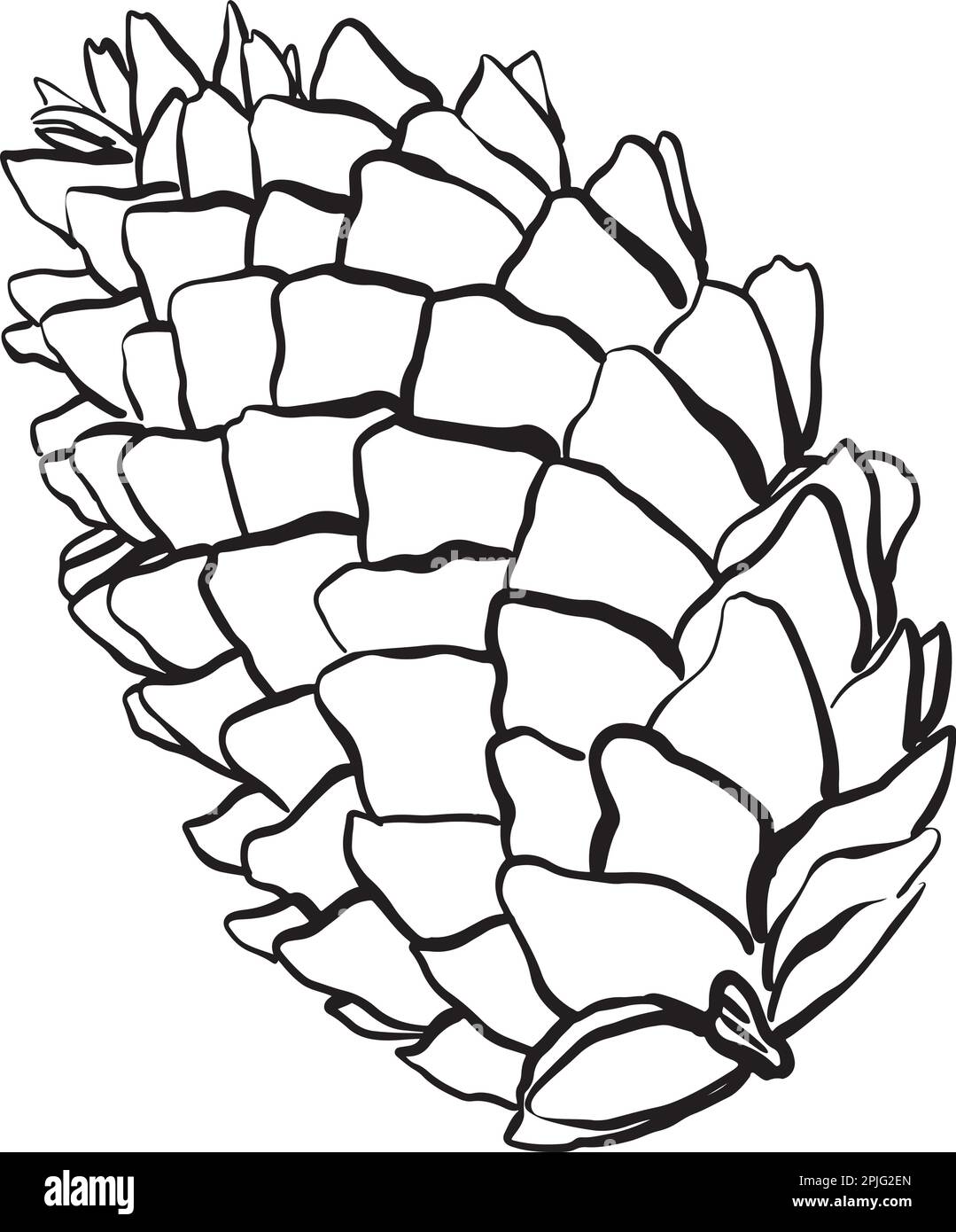 Spruce cones. Vector sketch illustrations. Watercolor image of fir cone ...