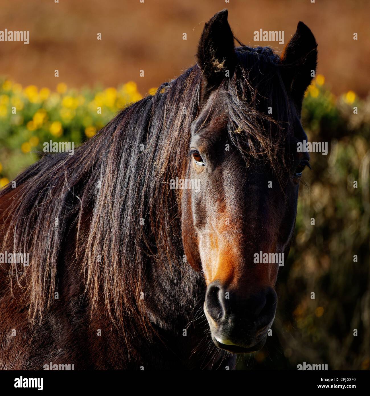 Horse at the RSPB reserve, Conwy, North Wales Stock Photo - Alamy