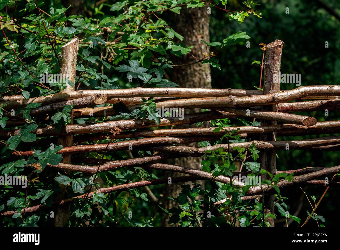 Hedge layering hi-res stock photography and images - Alamy