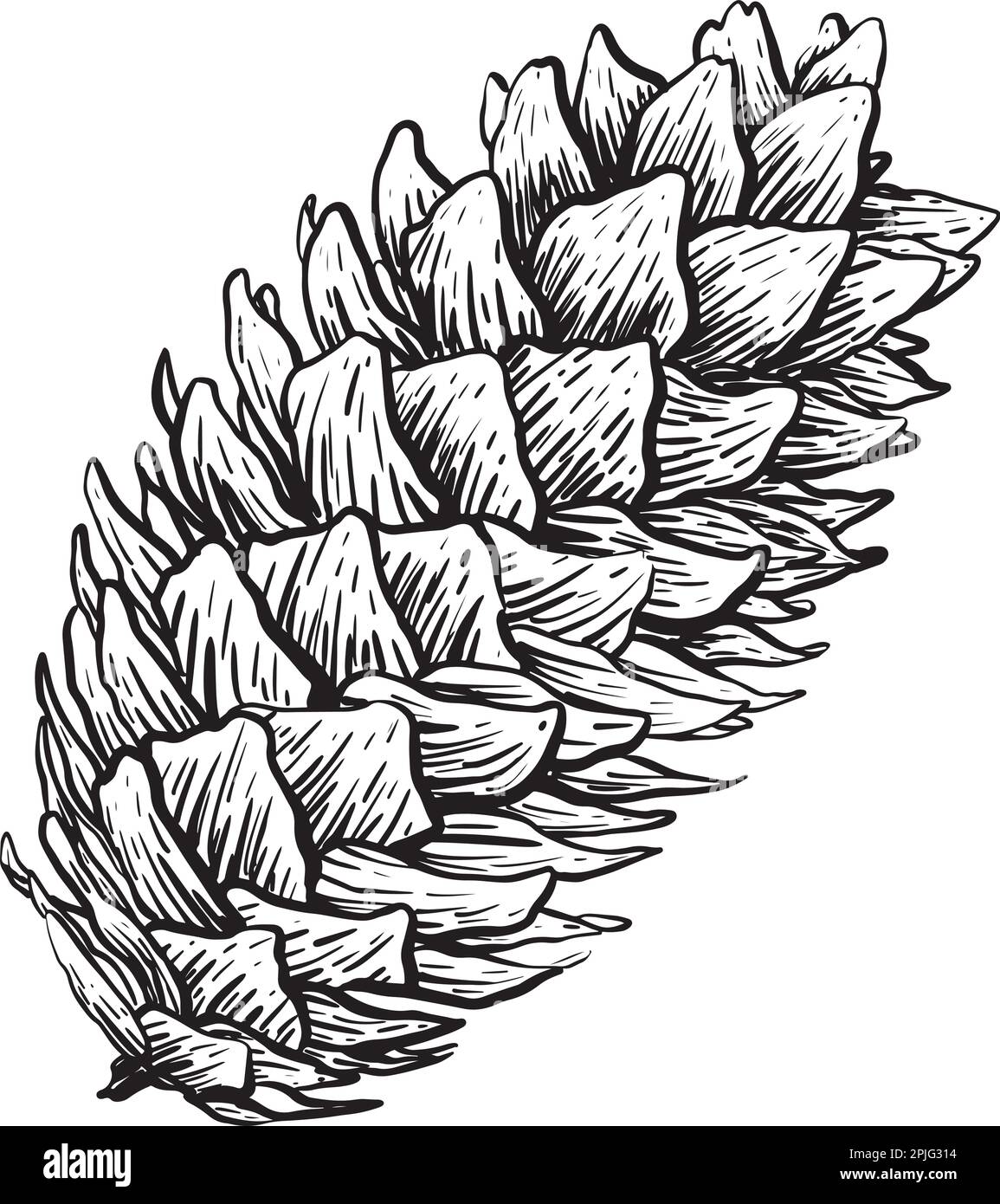 Spruce cones. Vector sketch illustrations. Watercolor image of fir cone ...