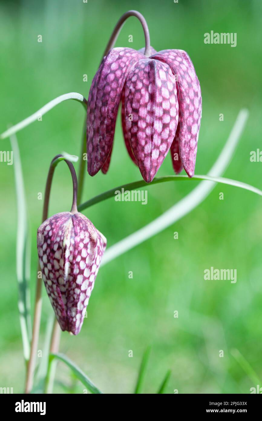 The distinctive checkerboard pattern on the petals of a snakeshead ...