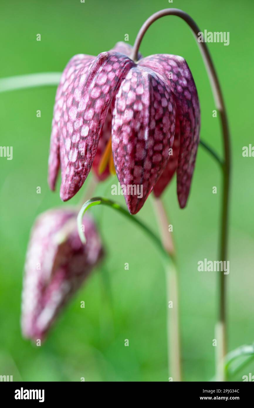 The distinctive checkerboard pattern on the petals of a snakeshead ...