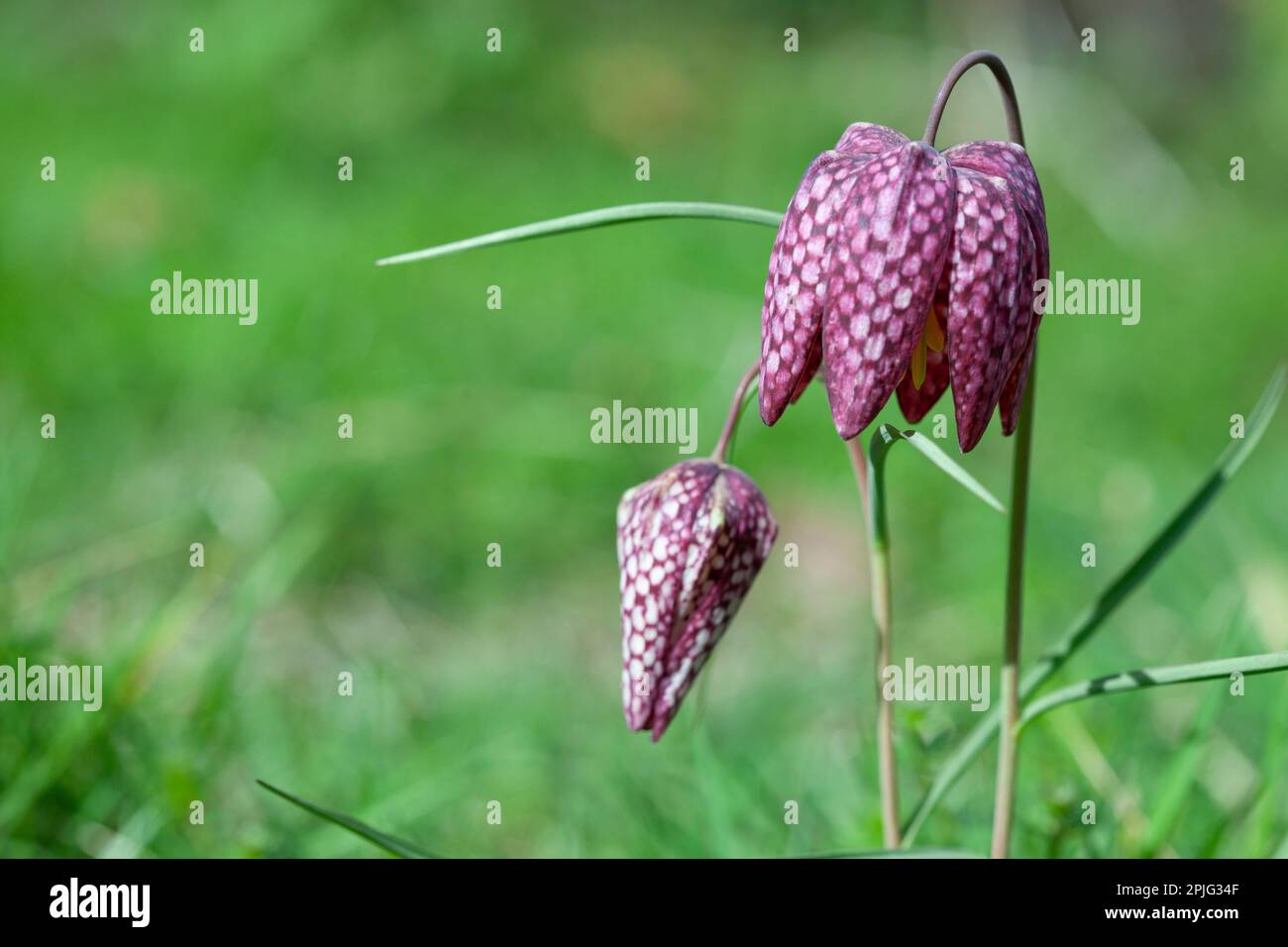 The distinctive checkerboard pattern on the petals of a snakeshead ...
