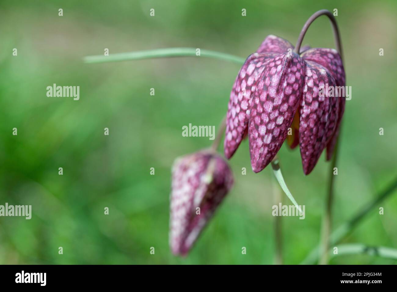 The distinctive checkerboard pattern on the petals of a snakeshead ...