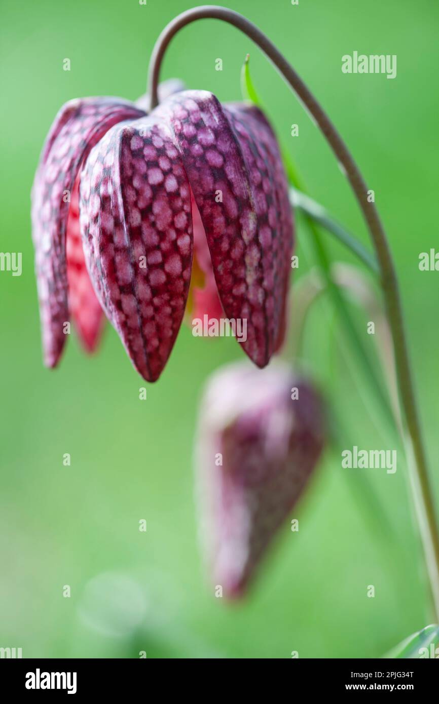 The distinctive checkerboard pattern on the petals of a snakeshead ...